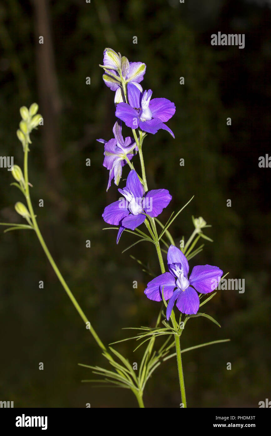 With field larkspur hi-res stock photography and images - Alamy