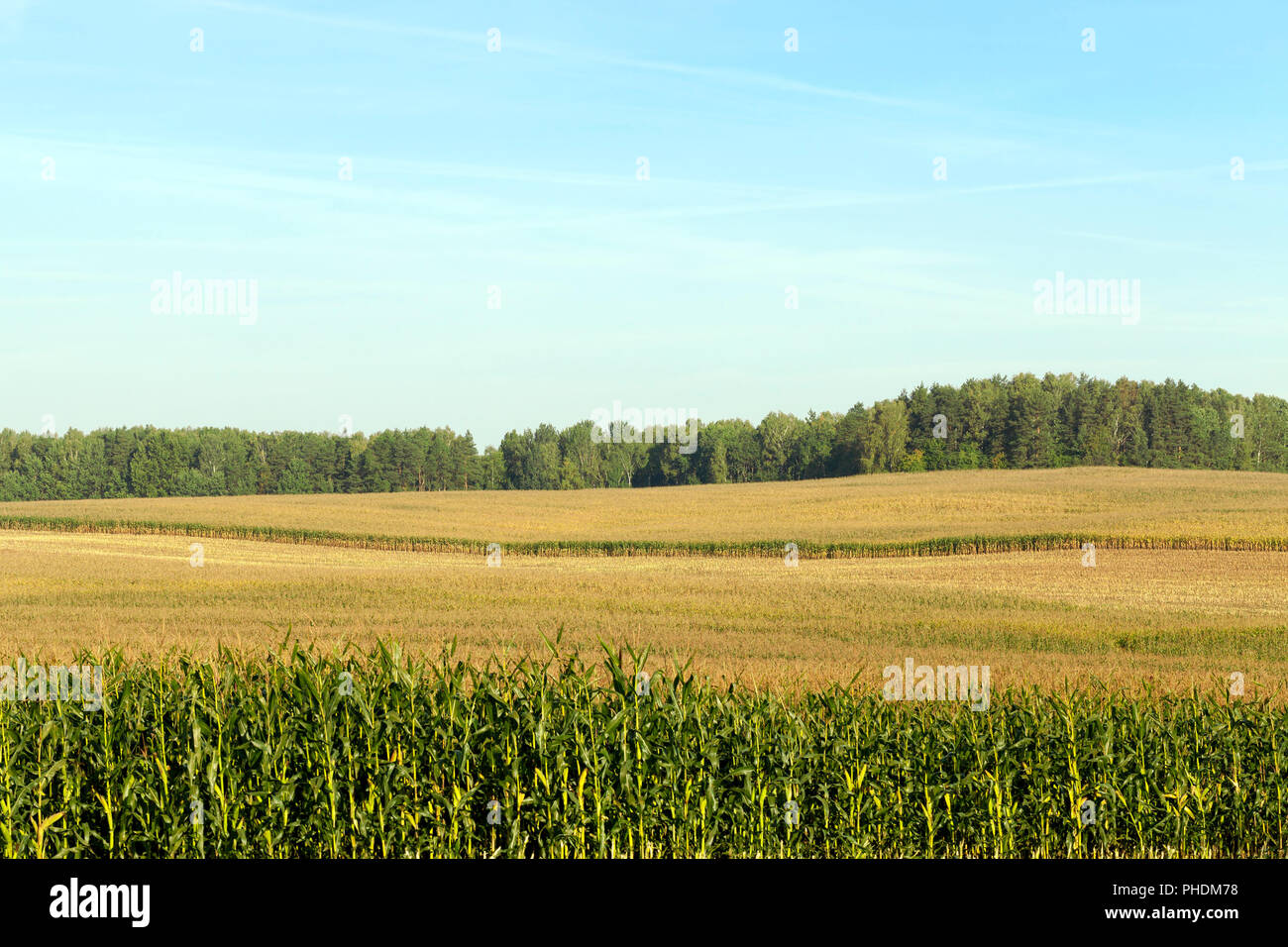 collection of green corn crop for silage and cow food, summer landscape ...