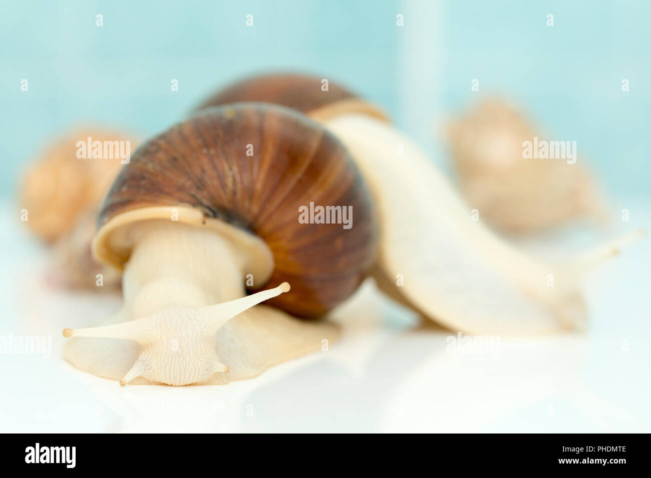 Giant snail Achatina is the largest land mollusk Stock Photo - Alamy