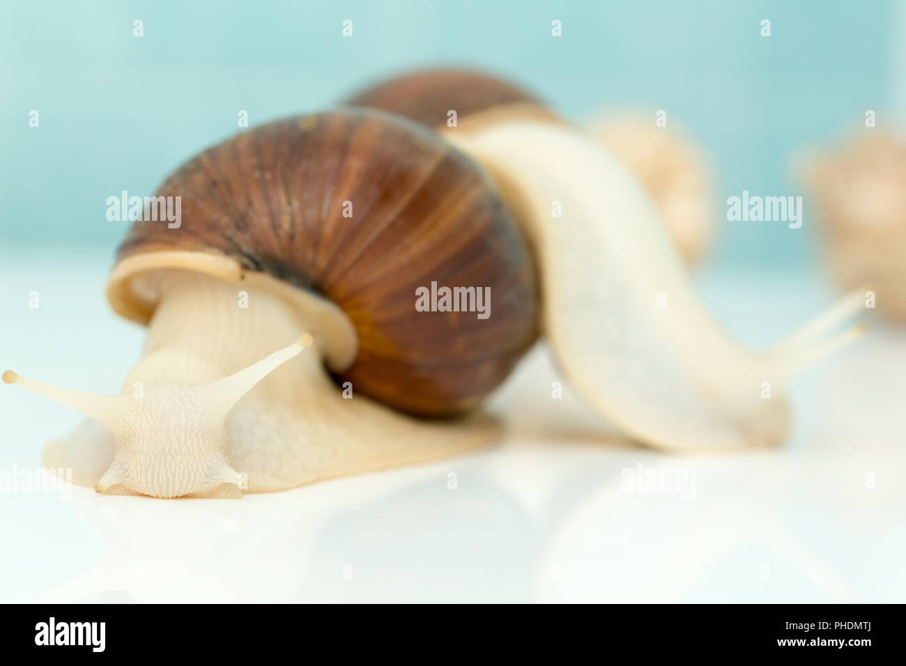 Giant snail Achatina is the largest land mollusk Stock Photo - Alamy