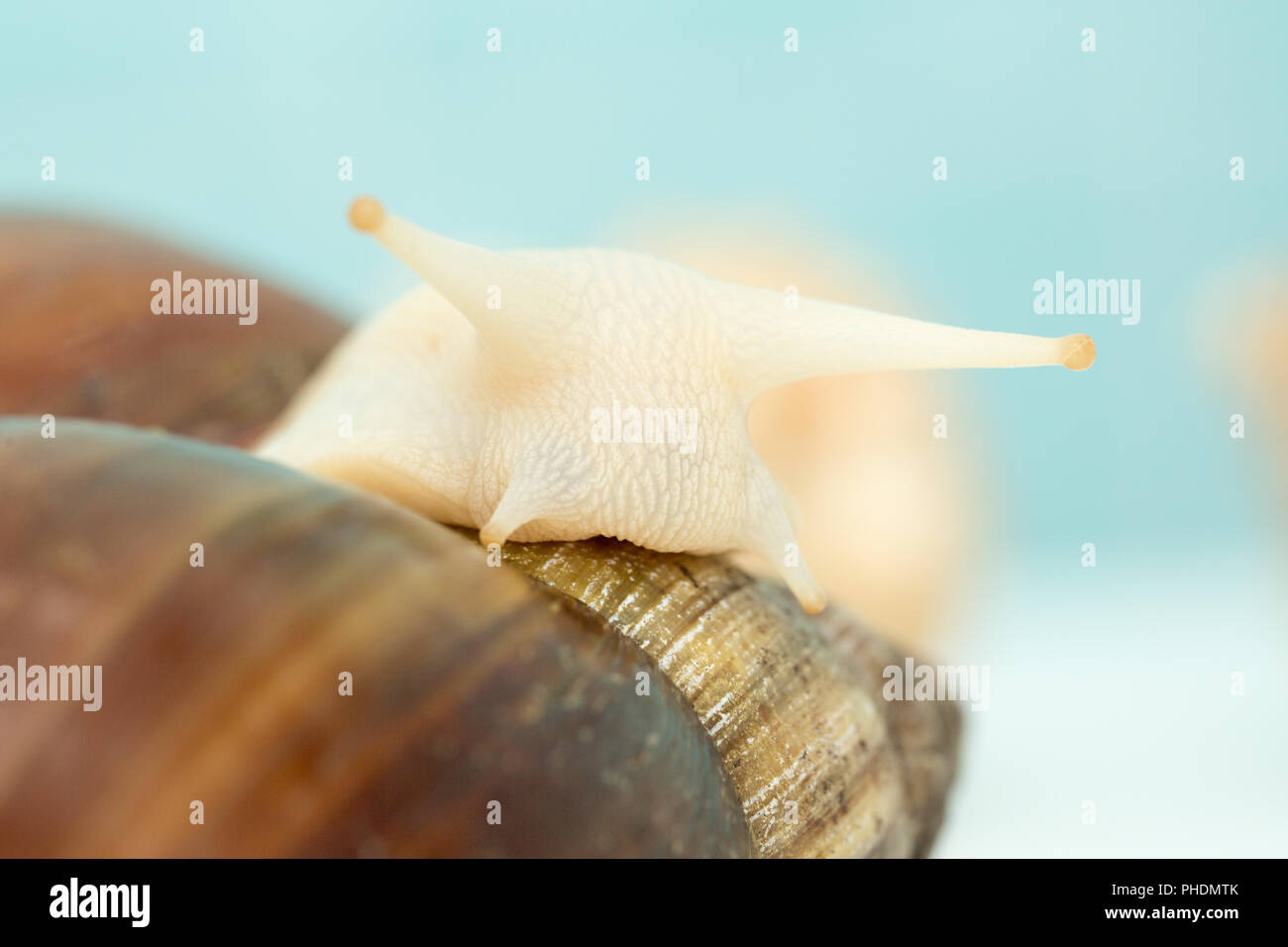 Giant snail Achatina is the largest land mollusk Stock Photo - Alamy