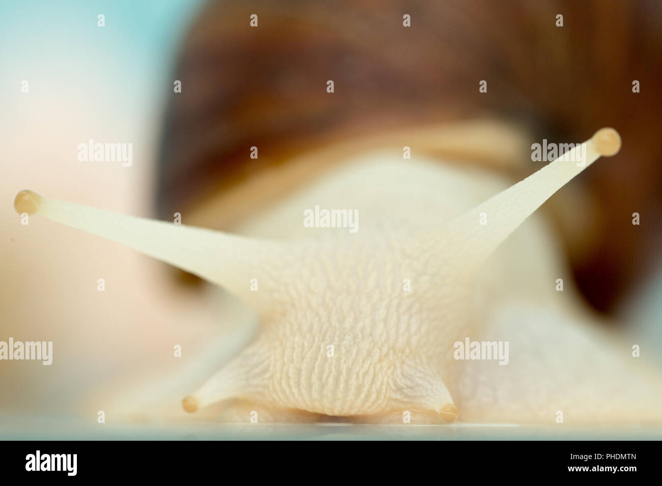 Giant snail Achatina is the largest land mollusk Stock Photo - Alamy
