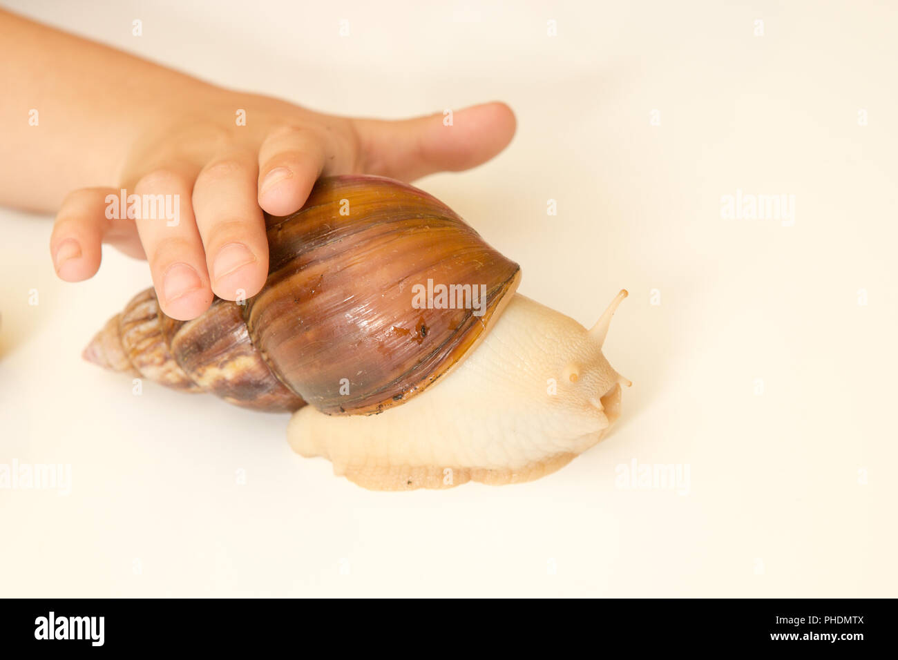 Giant african land snail hand hi-res stock photography and images - Alamy