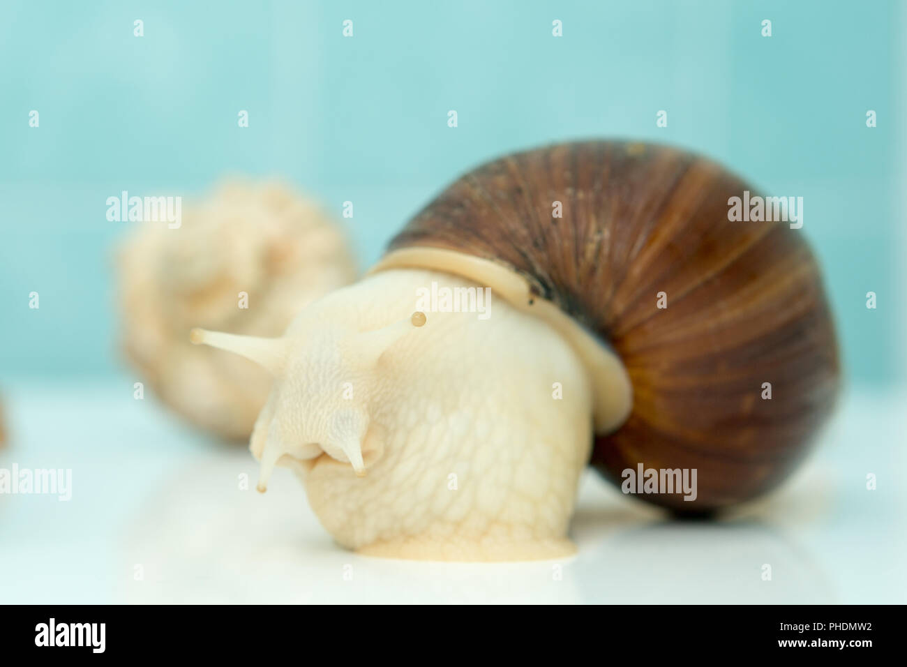 Giant snail Achatina is the largest land mollusk Stock Photo - Alamy