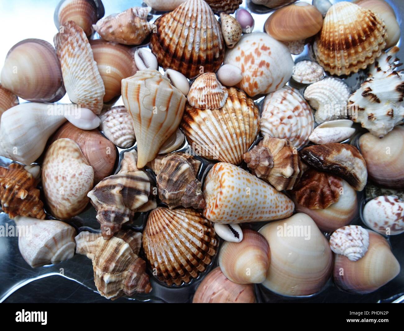 Many shells hi-res stock photography and images - Alamy