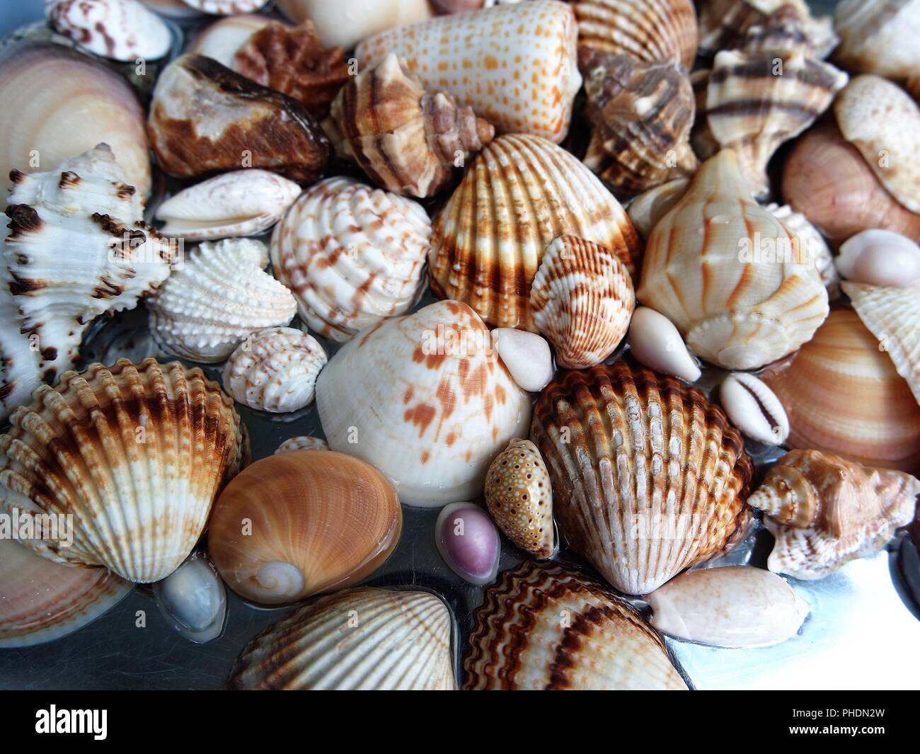 Many shells hi-res stock photography and images - Alamy
