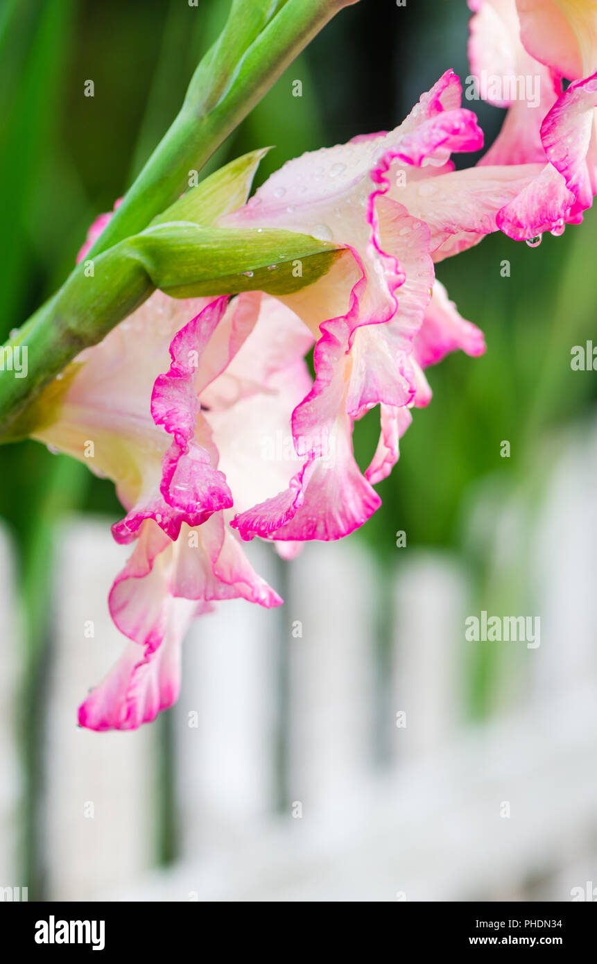 Pink gladiolus hi-res stock photography and images - Alamy