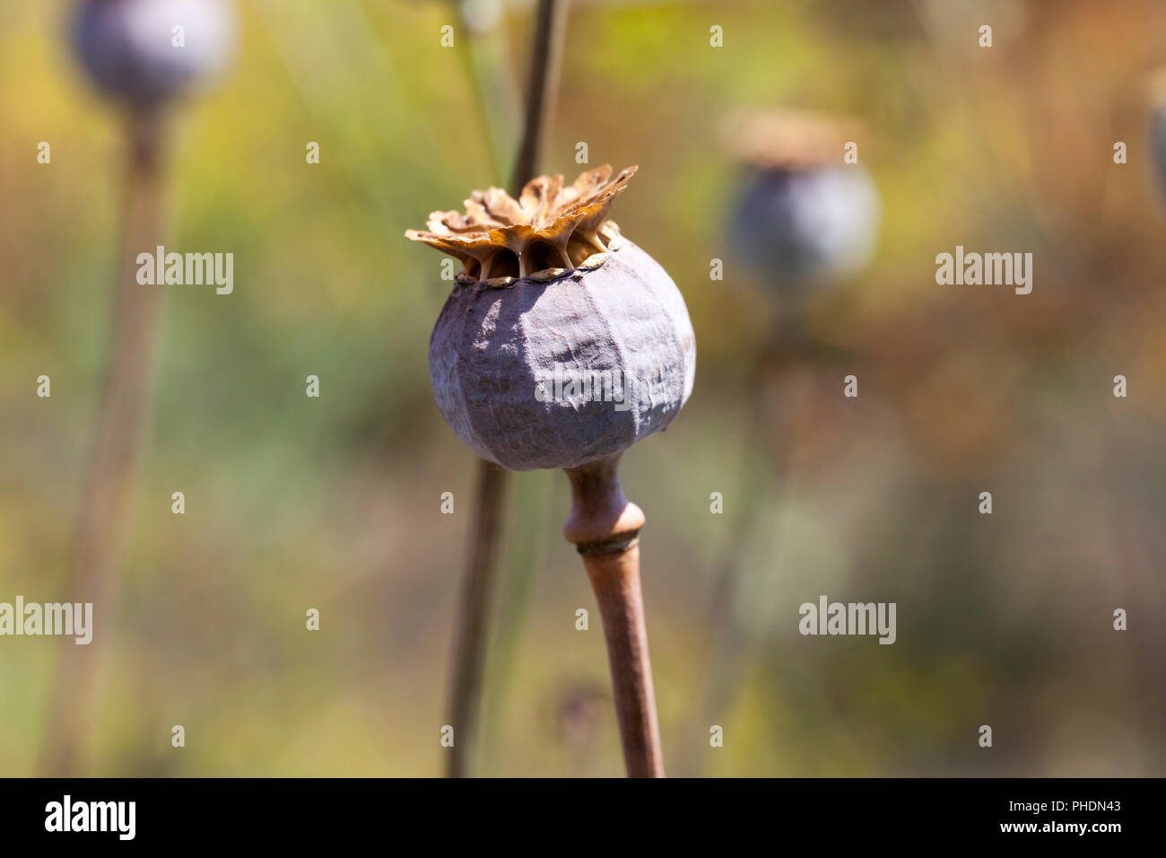 dark poppy flower box with ripe and dried seeds of black color Stock ...