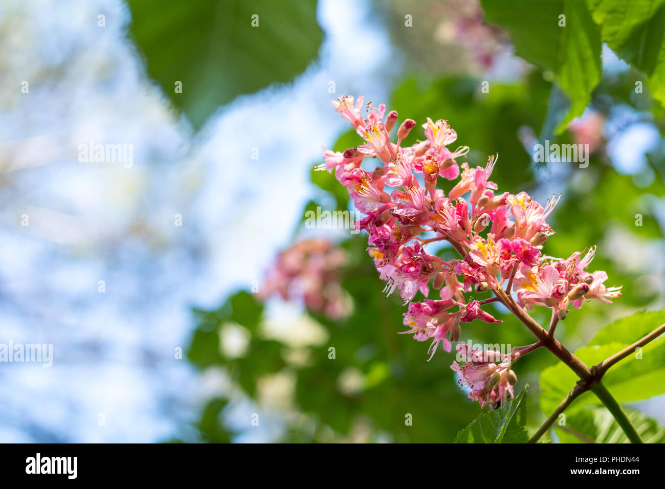 Beautiful pink chestnut tree flower hi-res stock photography and images ...