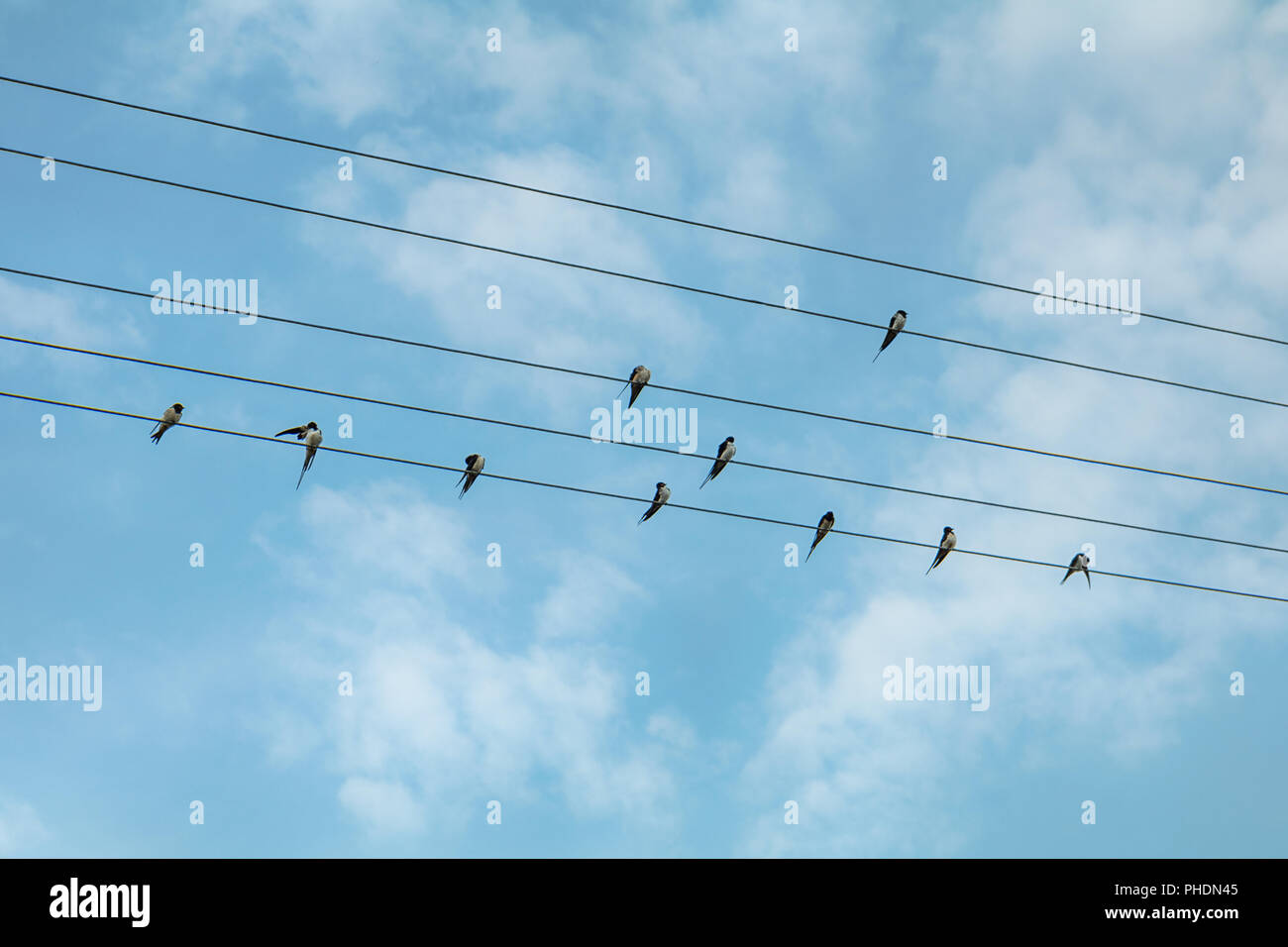 Birds on the power lines hi-res stock photography and images - Alamy