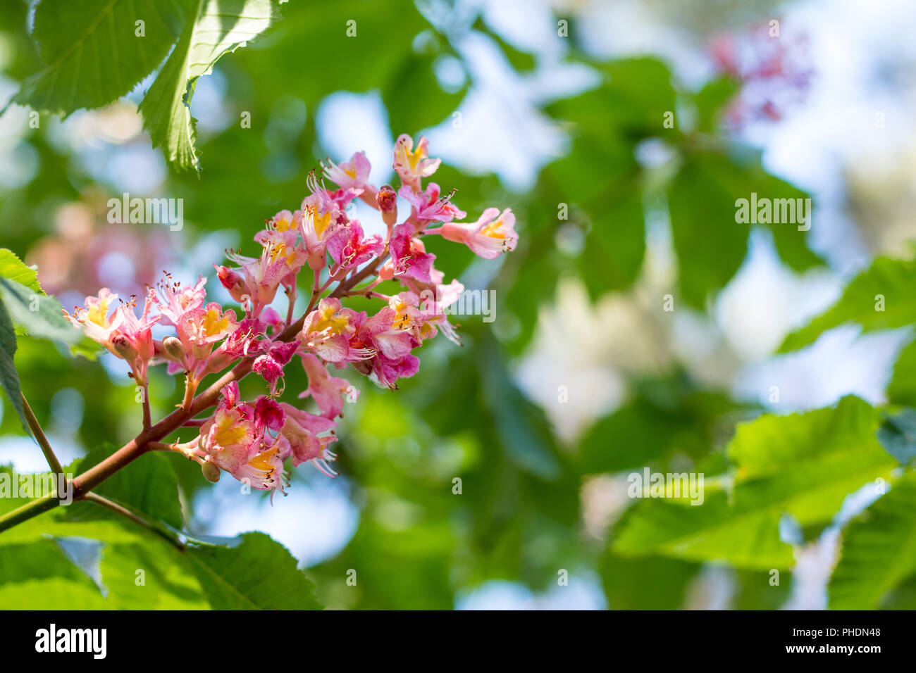Beautiful pink chestnut blossom Stock Photo - Alamy
