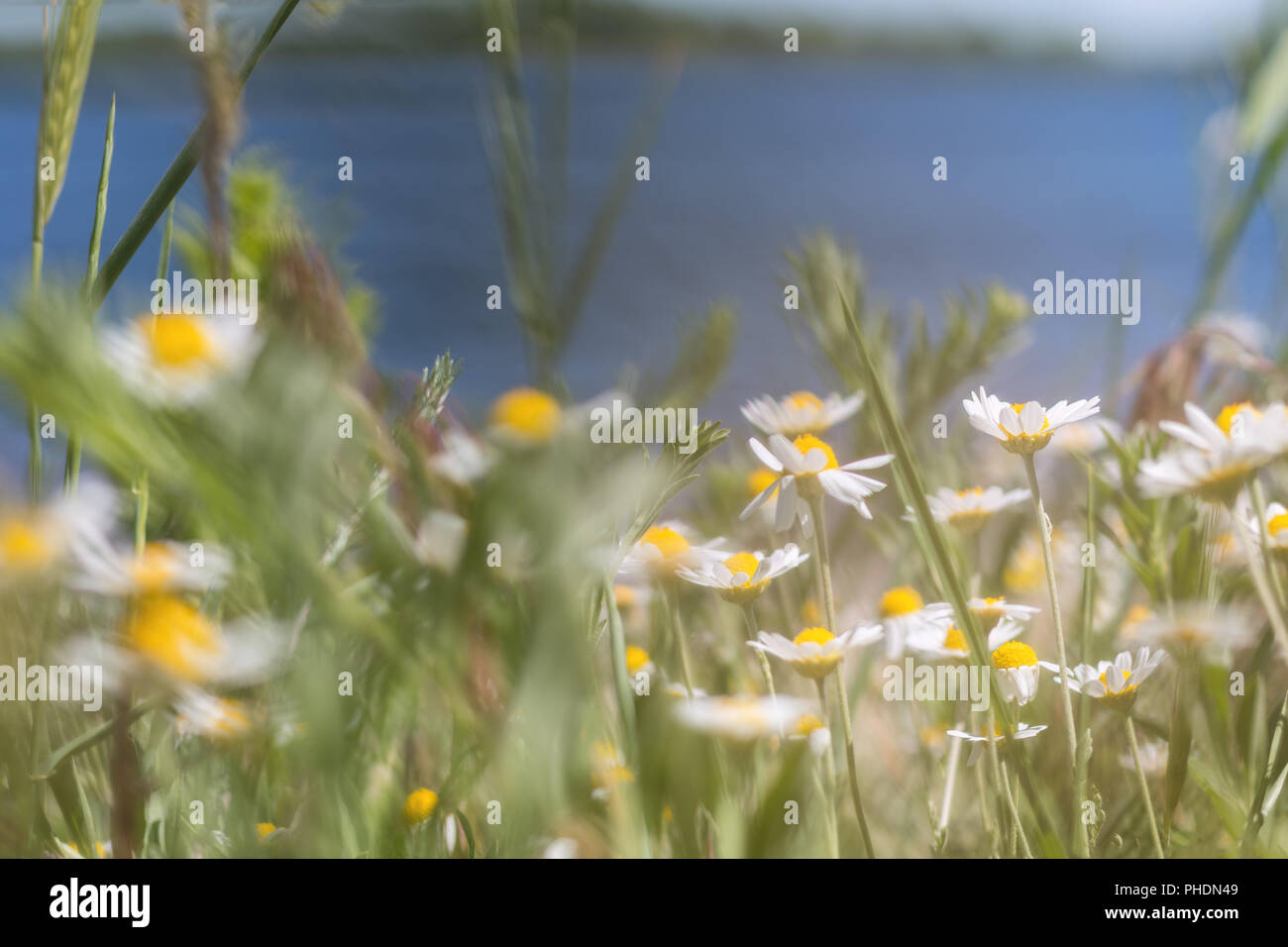 Simple yellow daisies hi-res stock photography and images - Alamy