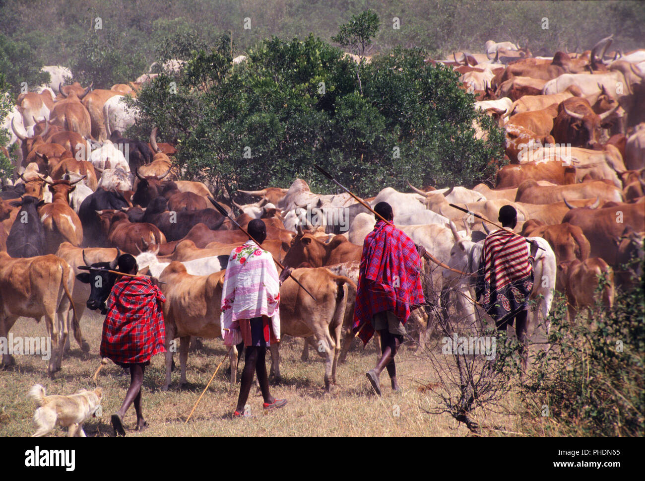 Maasai Tribe Cattle