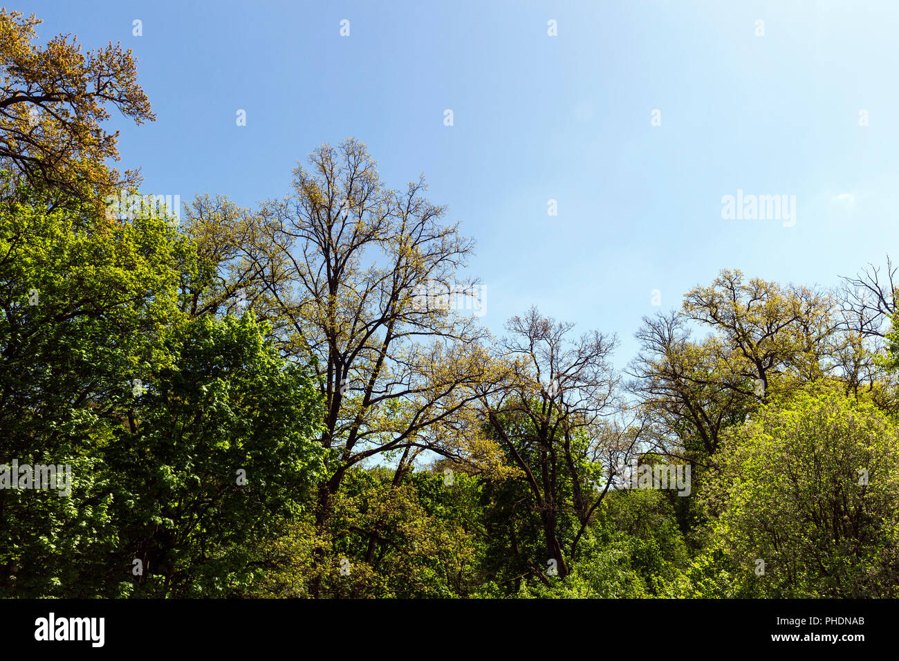 mixed trees in the forest in the spring season, young foliage appears ...