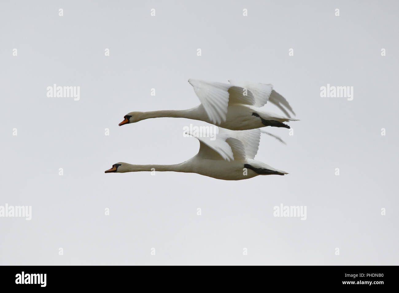 Flying swans hi-res stock photography and images - Alamy