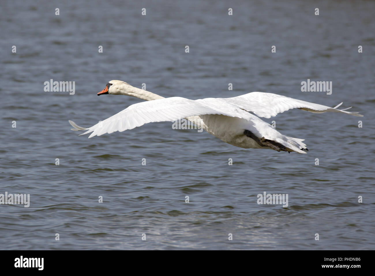 Flying swan hi-res stock photography and images - Alamy