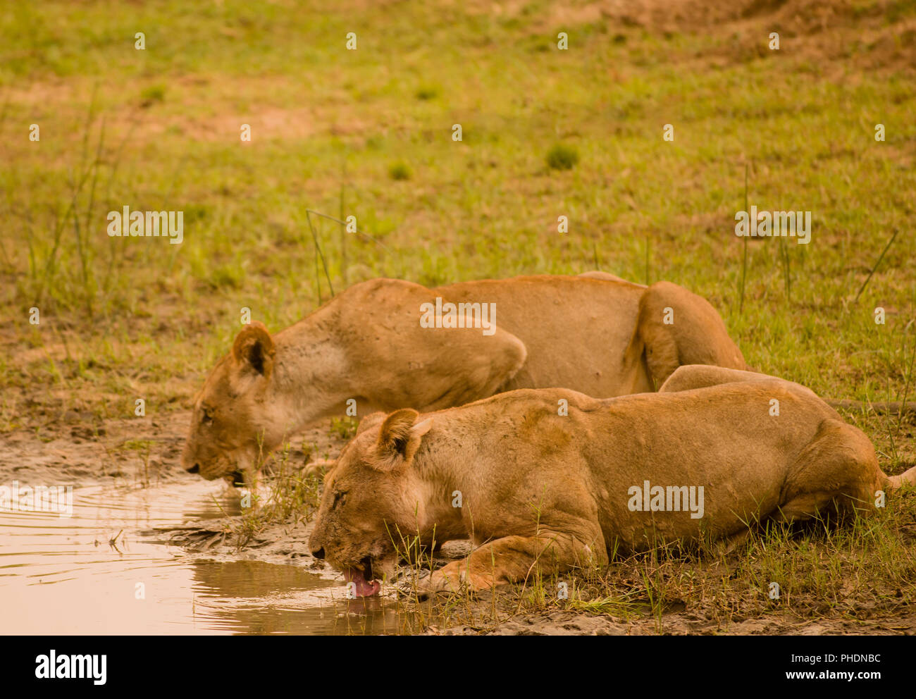 Lioness in africa hi-res stock photography and images - Alamy