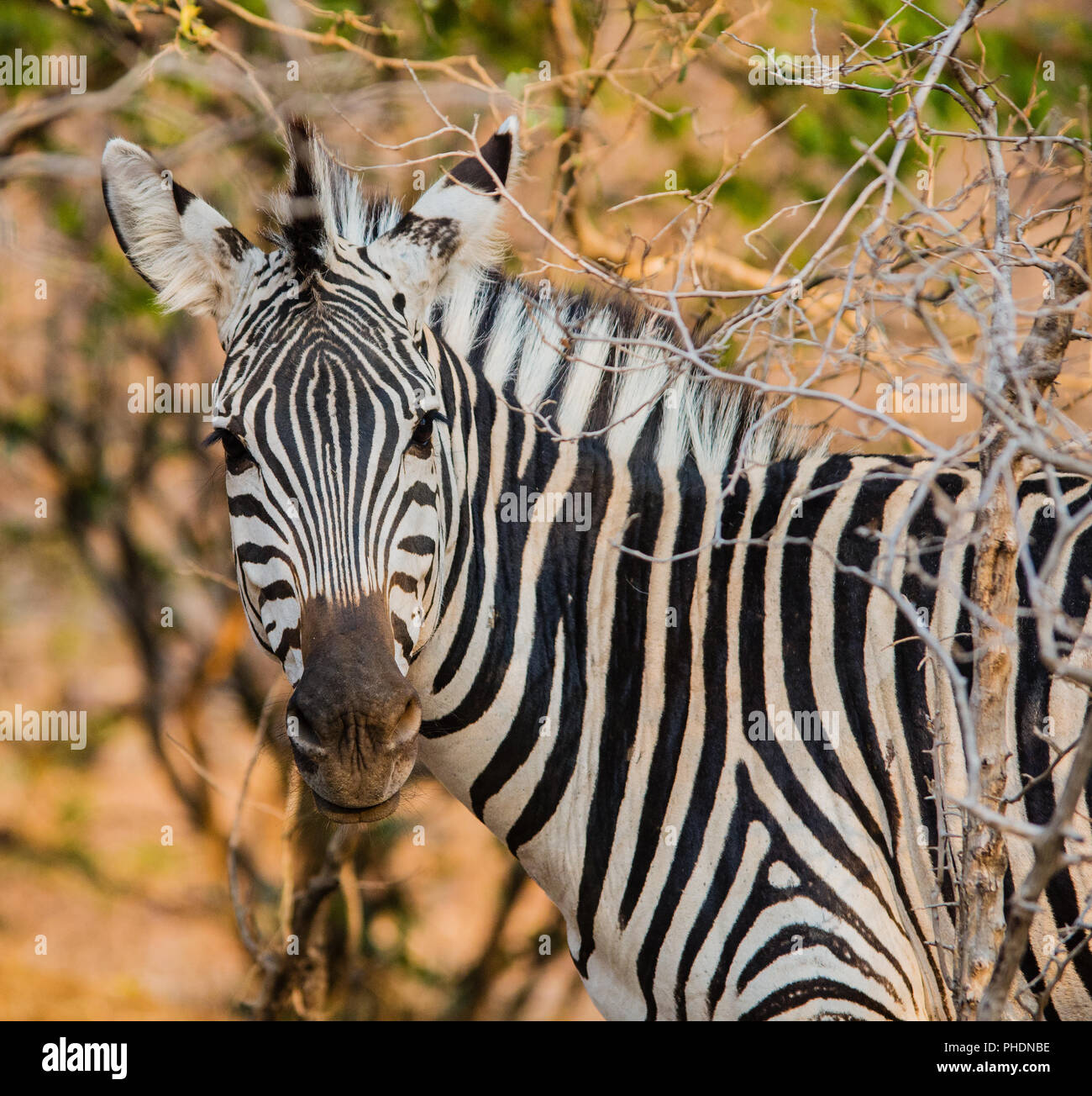Zebras in the savanna of in Zimbabwe, South Africa Stock Photo - Alamy