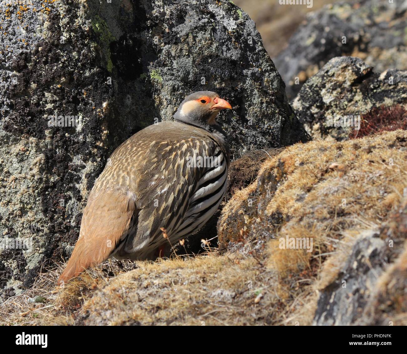 Tibetan snowcock hi-res stock photography and images - Alamy