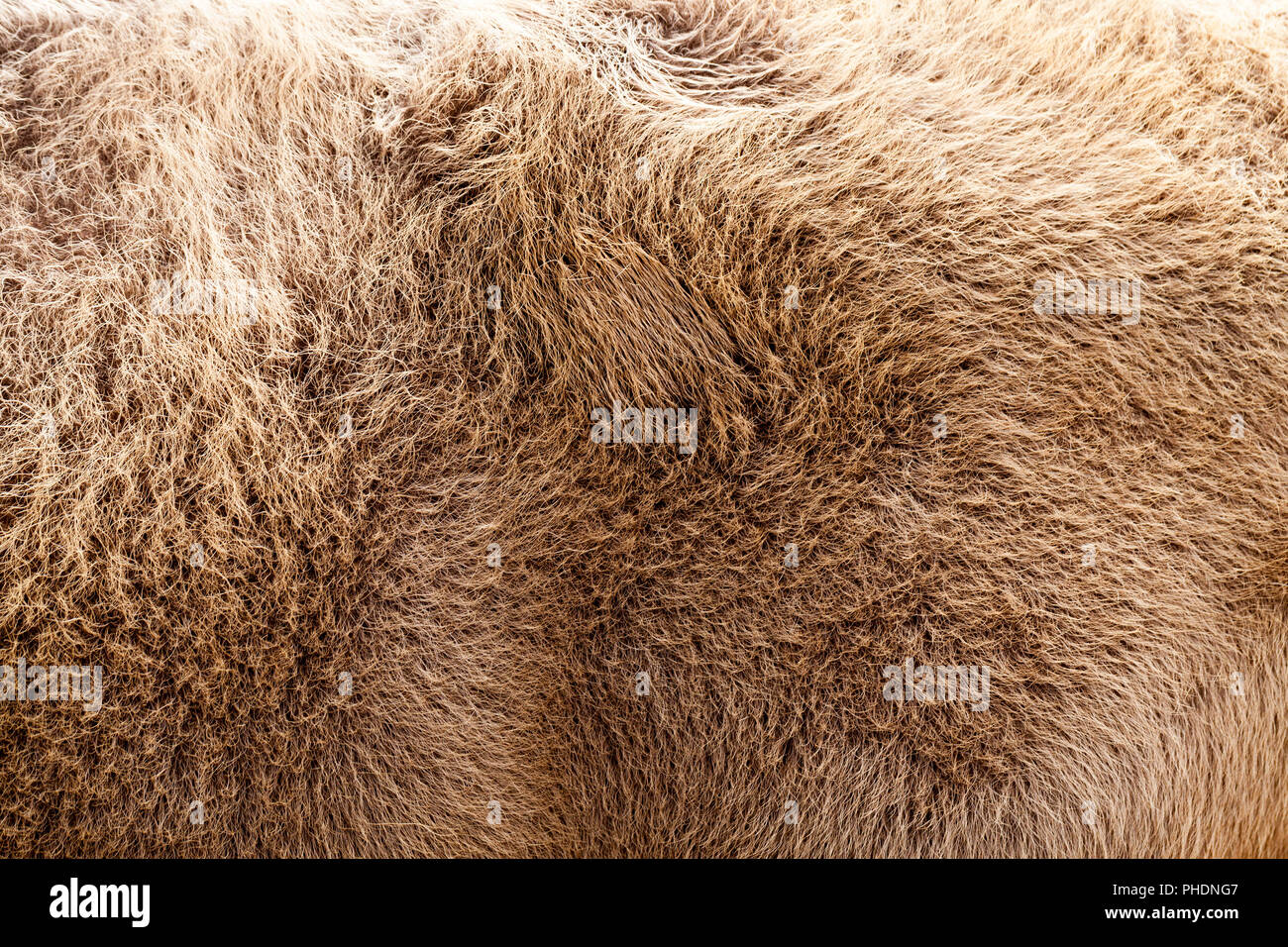 Buffalo fur texture hi-res stock photography and images - Alamy