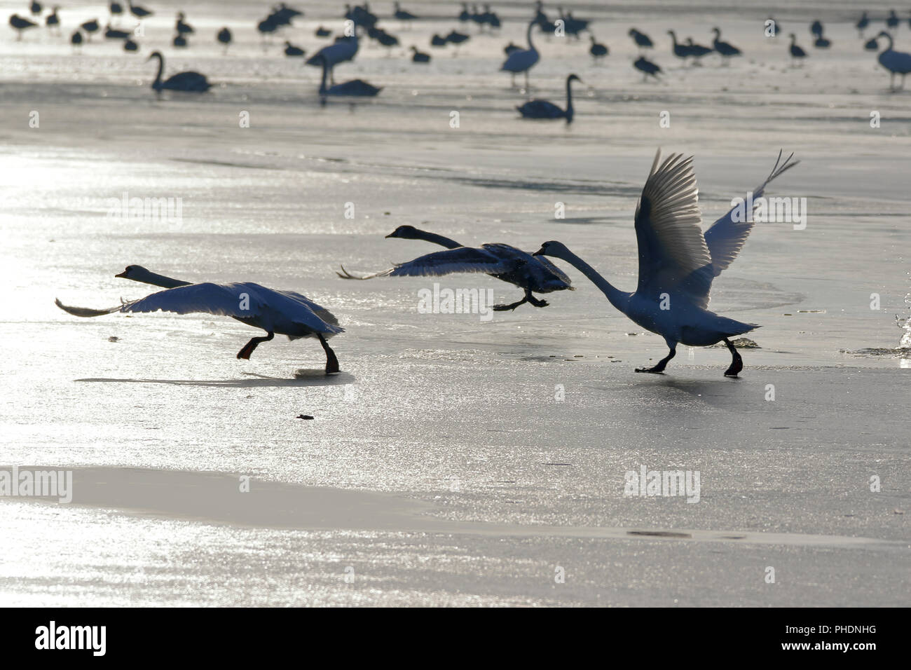 Flying swans in backlight Stock Photo - Alamy