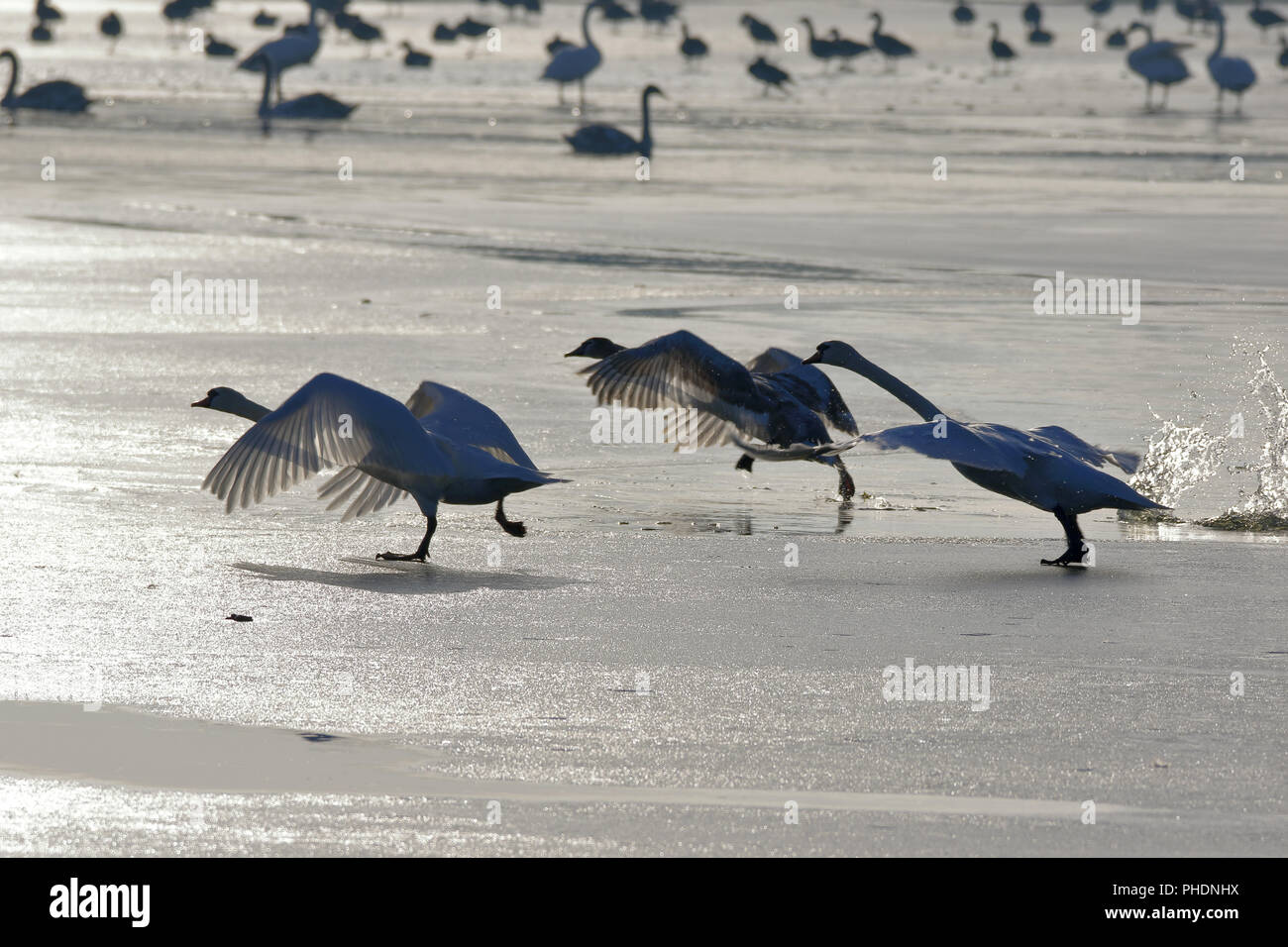 Sucking swans hi-res stock photography and images - Alamy