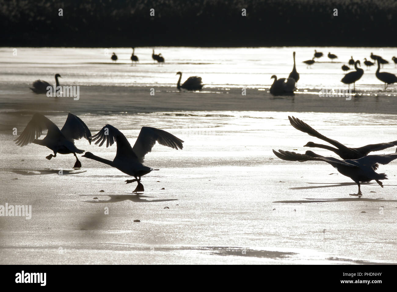 Sucking swans hi-res stock photography and images - Alamy
