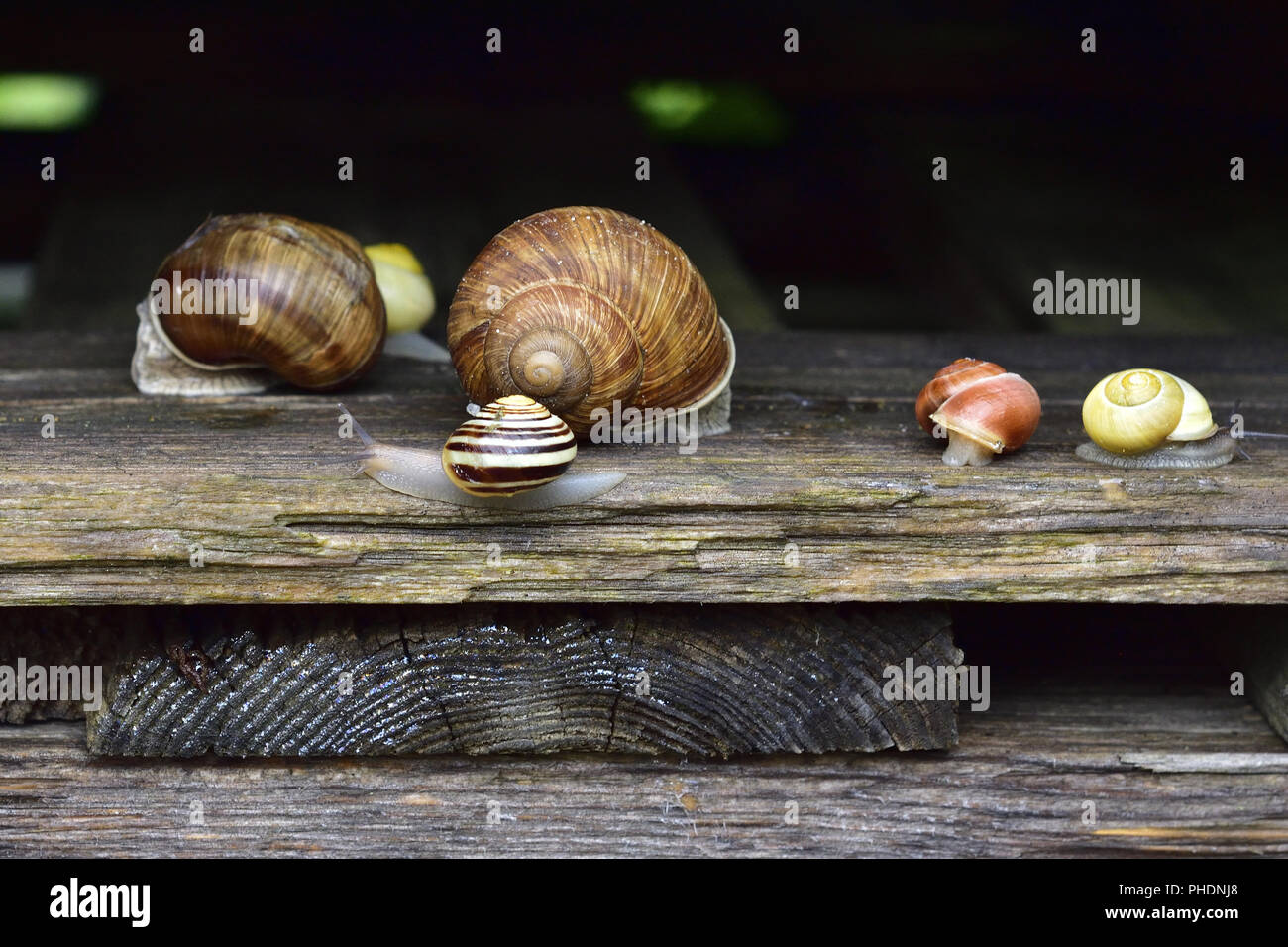 Large species of snail hi-res stock photography and images - Alamy