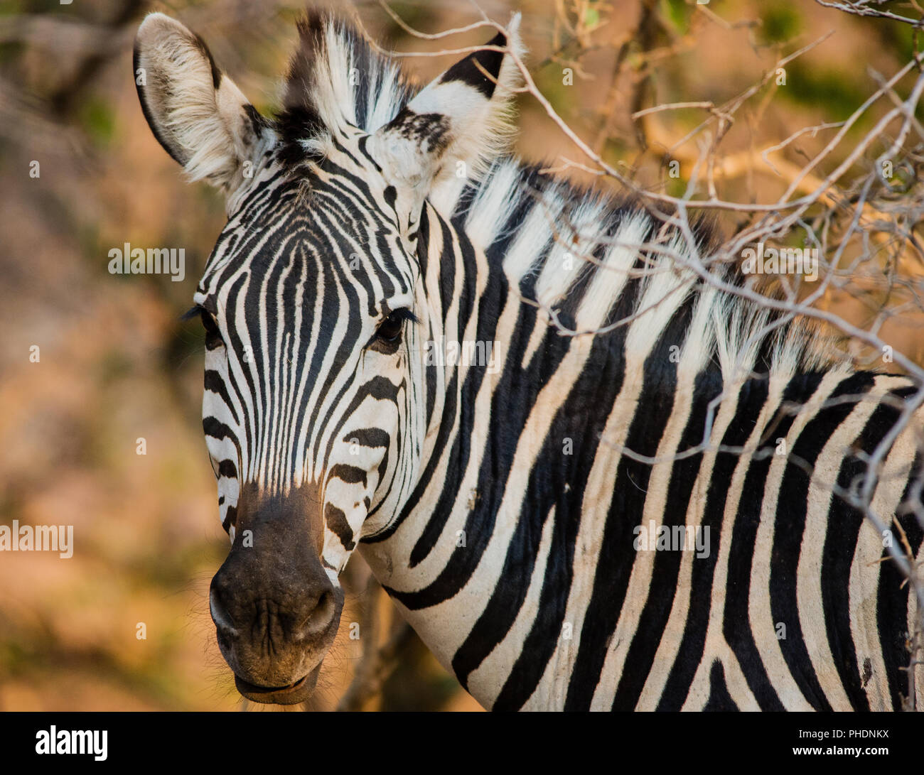 Zebras in the savanna of in Zimbabwe, South Africa Stock Photo - Alamy