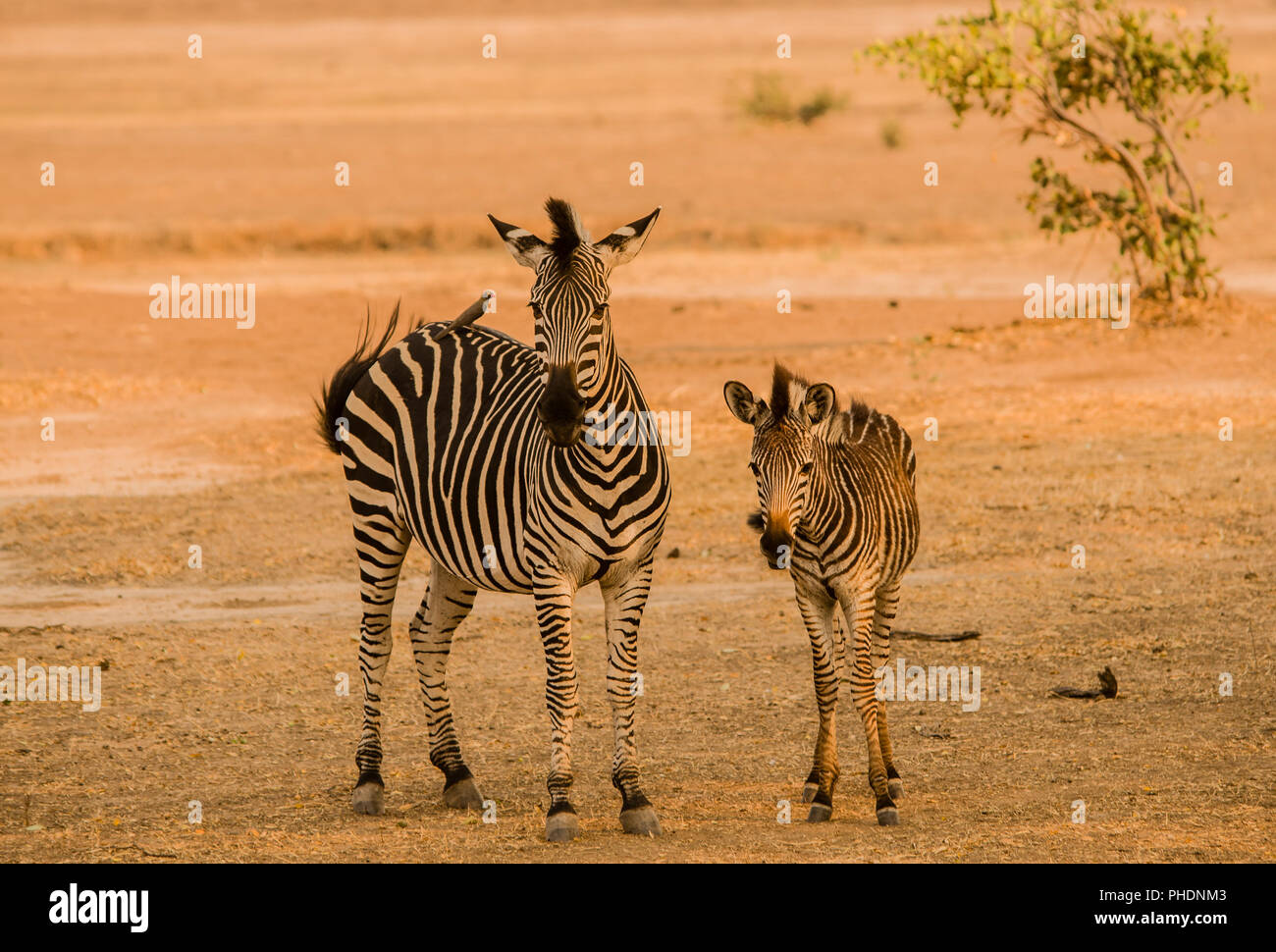 Zebras in the savanna of in Zimbabwe, South Africa Stock Photo - Alamy