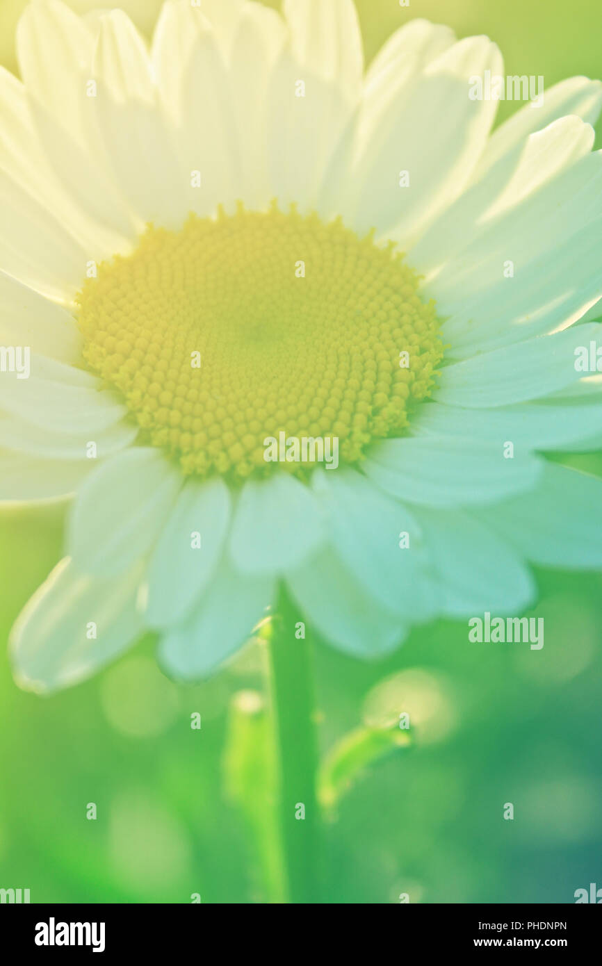 daisy in the sun light Stock Photo - Alamy