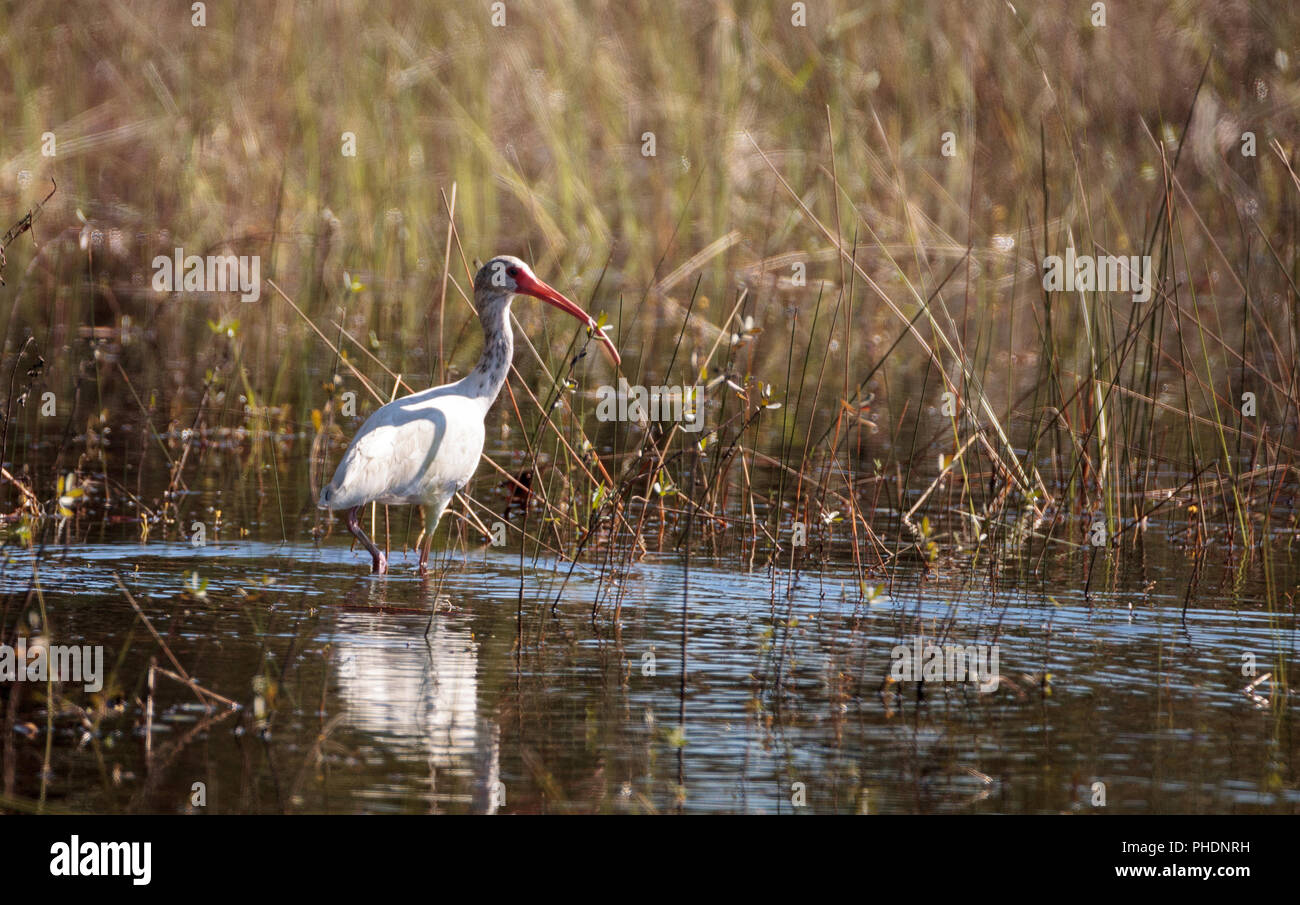 American white bird hi-res stock photography and images - Alamy
