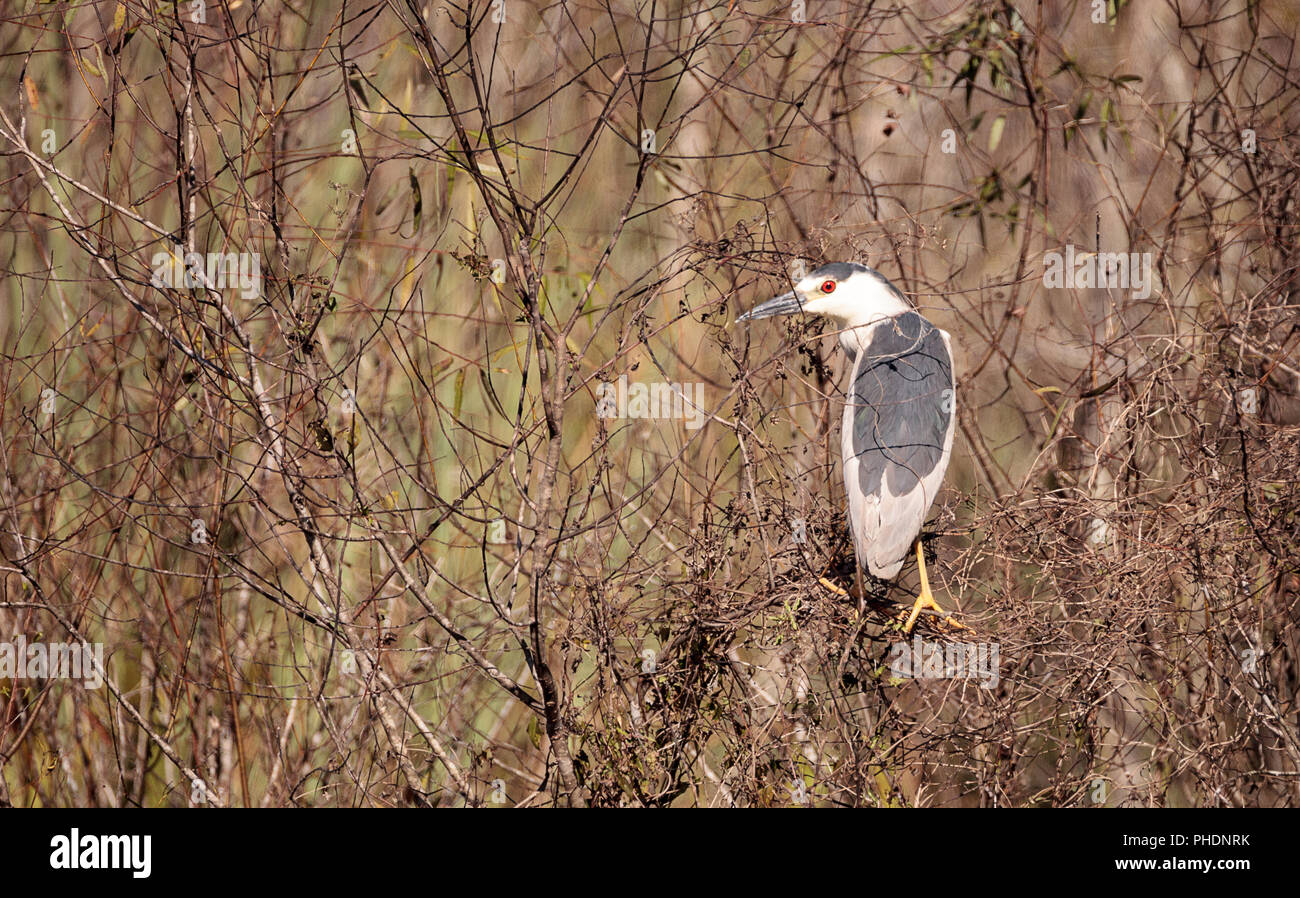 Black-crowned night heron shorebird Nycticorax nycticorax Stock Photo ...