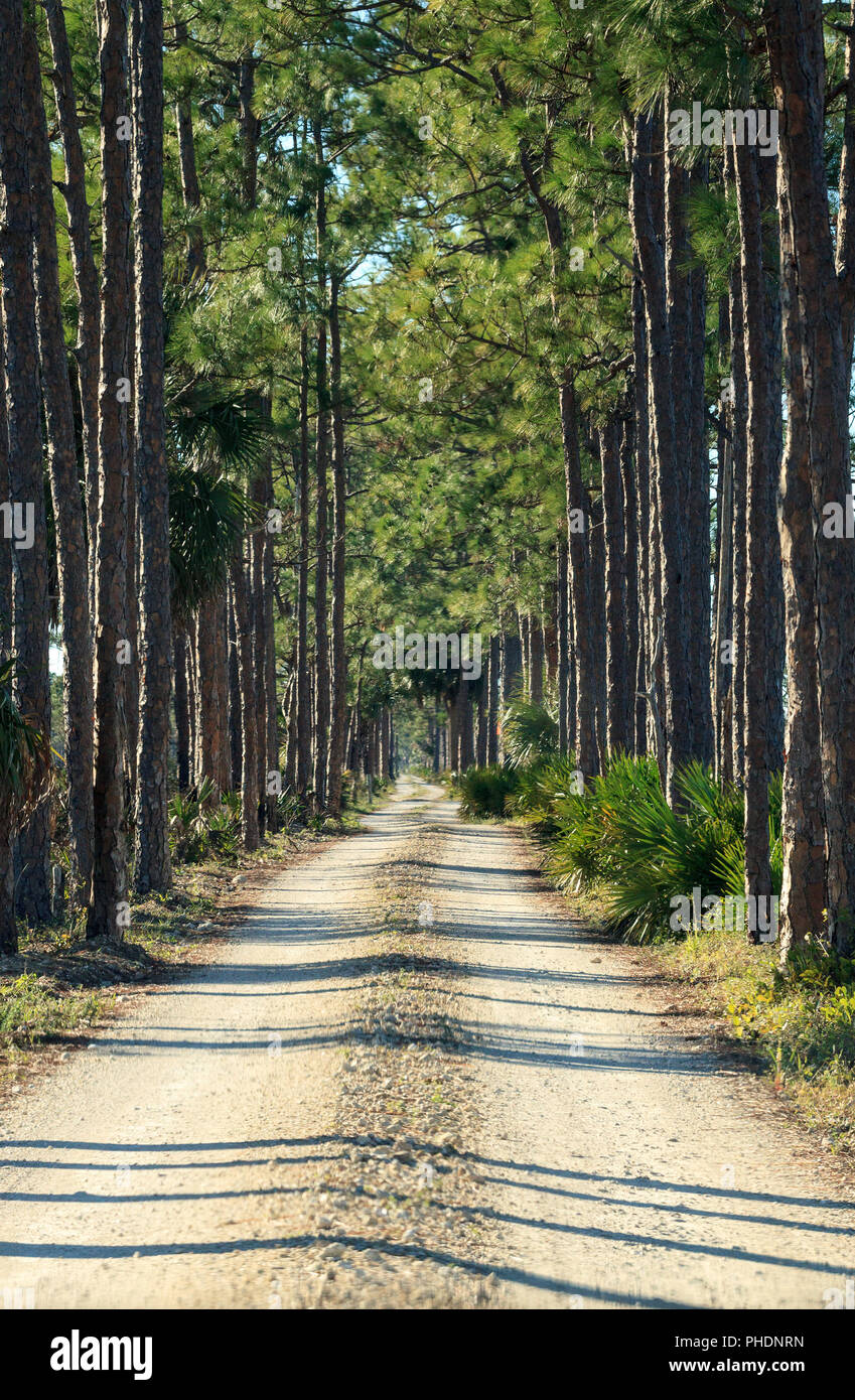 Tree lined dirt road hi-res stock photography and images - Alamy