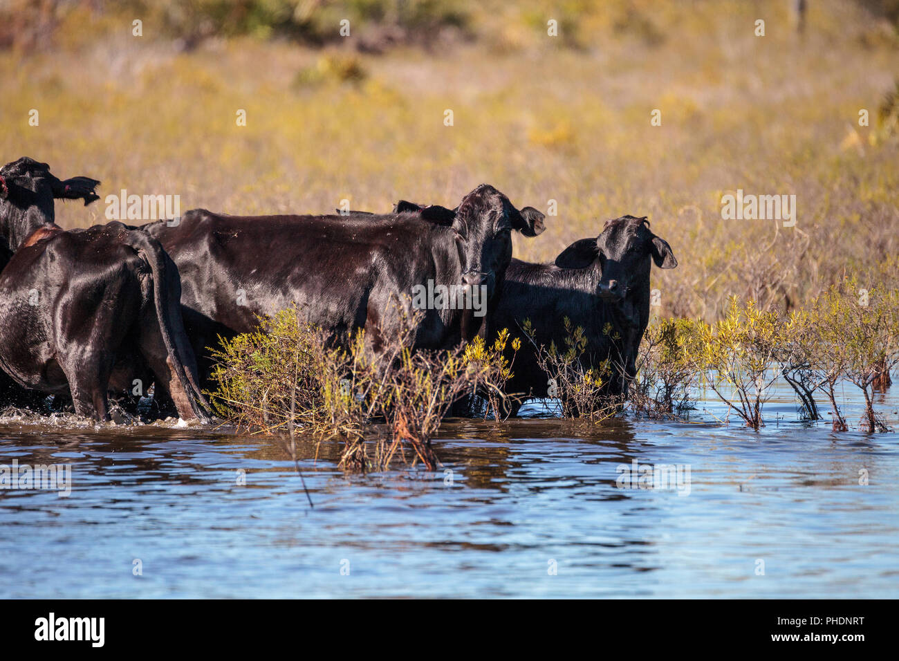 Angus cattle florida hi-res stock photography and images - Alamy