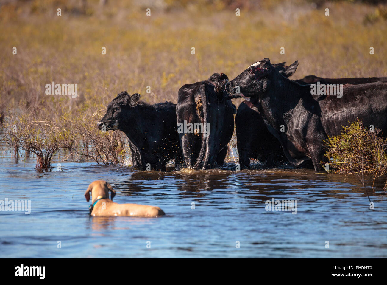 Herd of cattle travel through a marsh in Louisiana Stock Photo - Alamy