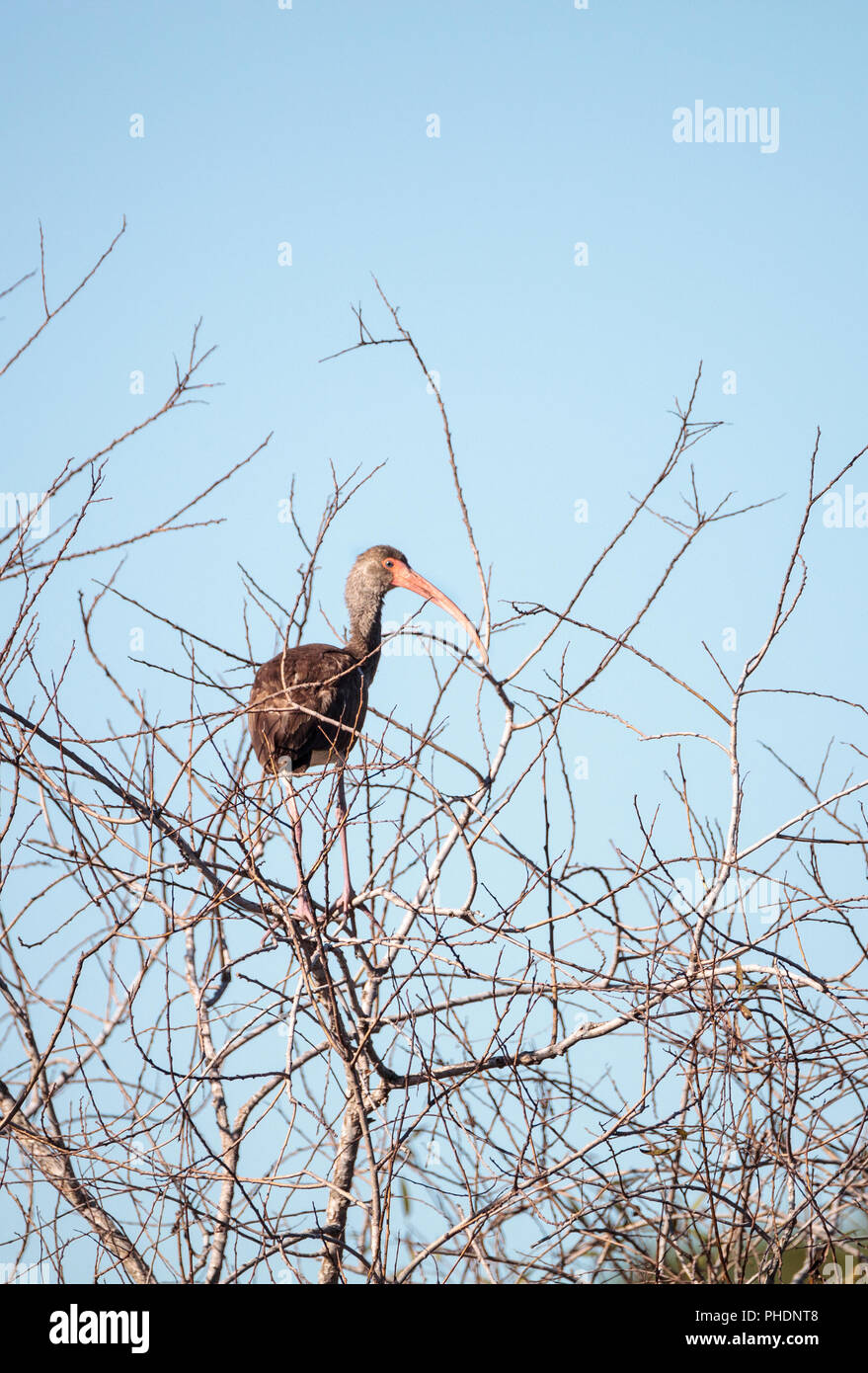American White ibis Eudocimus albus bird Stock Photo - Alamy