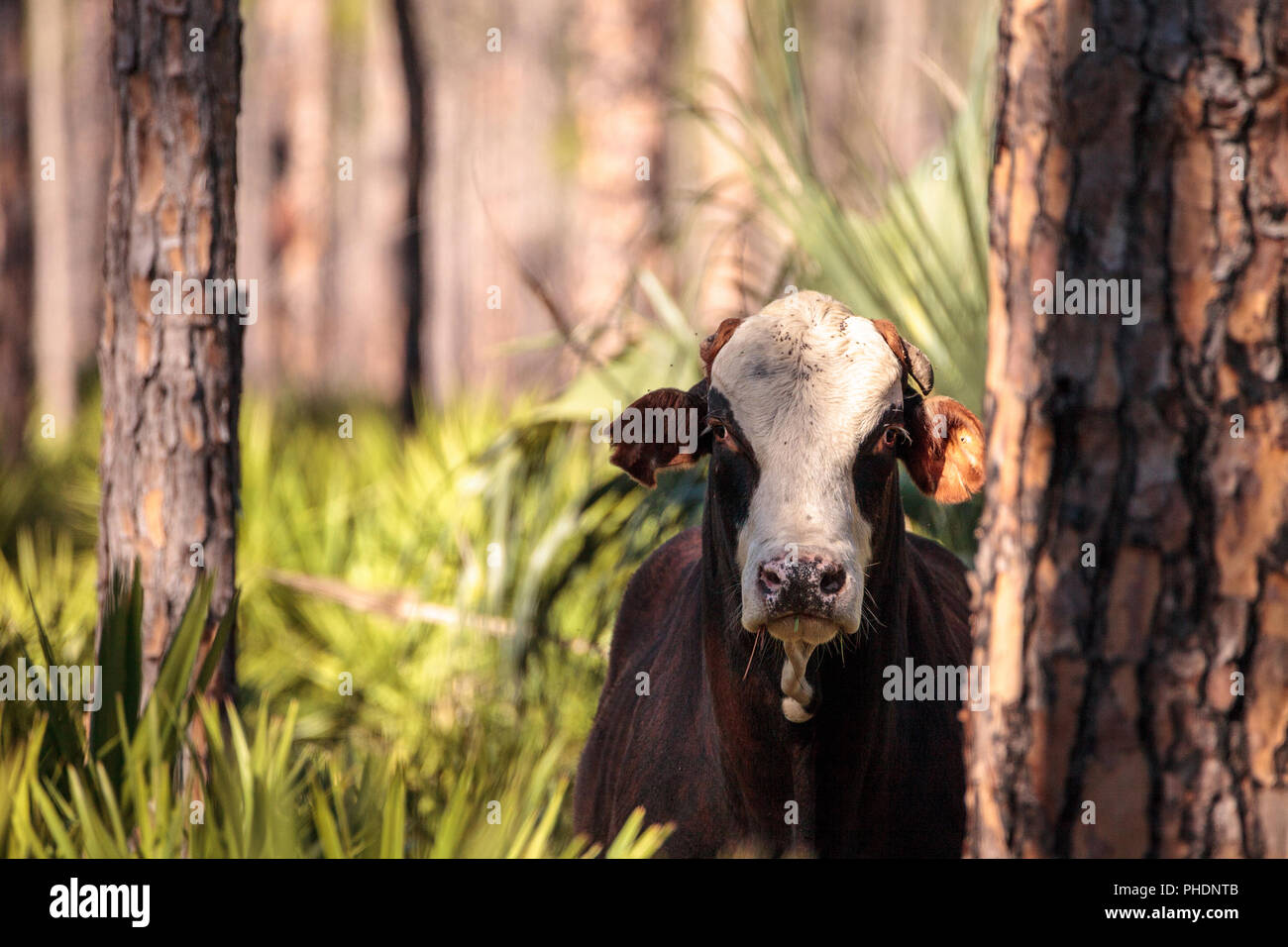 Angus cattle florida hi-res stock photography and images - Alamy