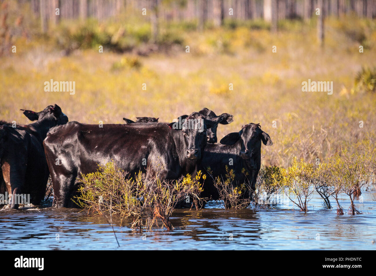 Herd of cattle travel through a marsh in Louisiana Stock Photo - Alamy