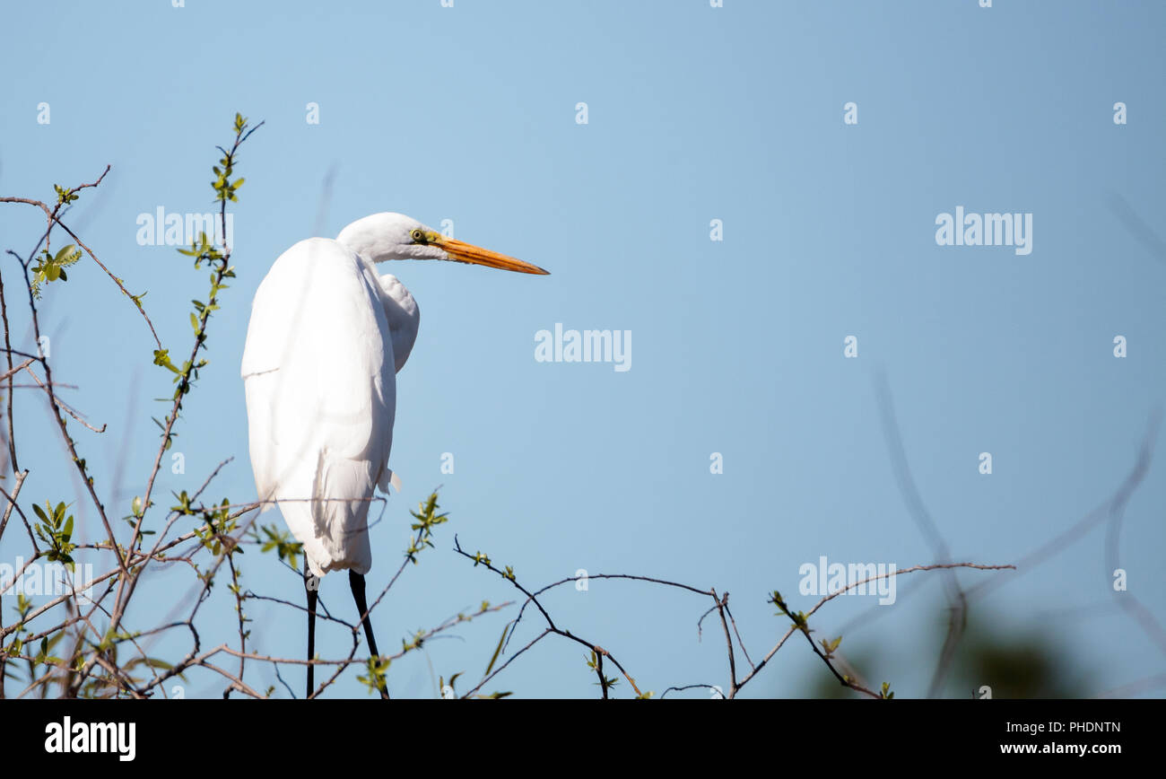 Bird marsh hi-res stock photography and images - Alamy