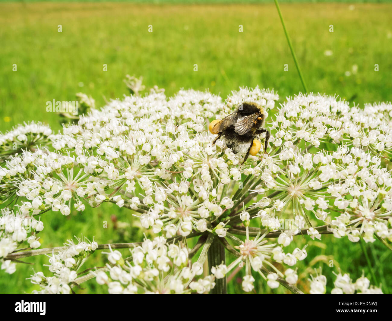 Mite infestation hi-res stock photography and images - Alamy