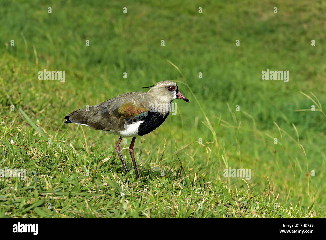 American southern south preservation hi-res stock photography and ...
