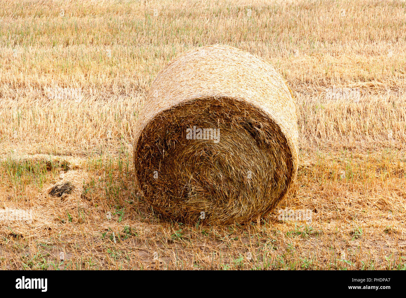 cylindrical shape of straw stacks on the field after harvesting Stock ...