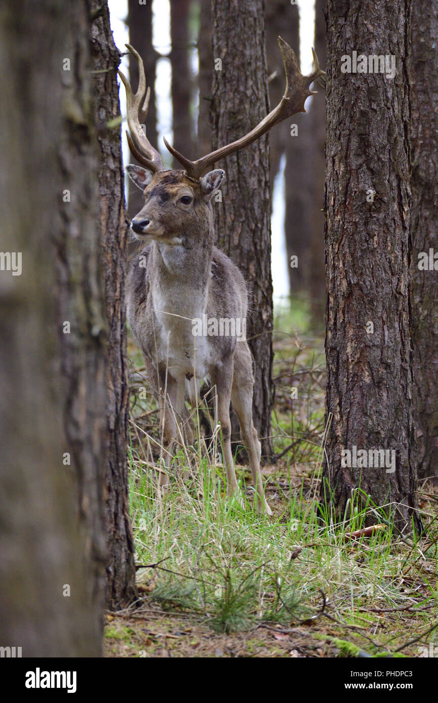 Male european fallow deer hi-res stock photography and images - Alamy