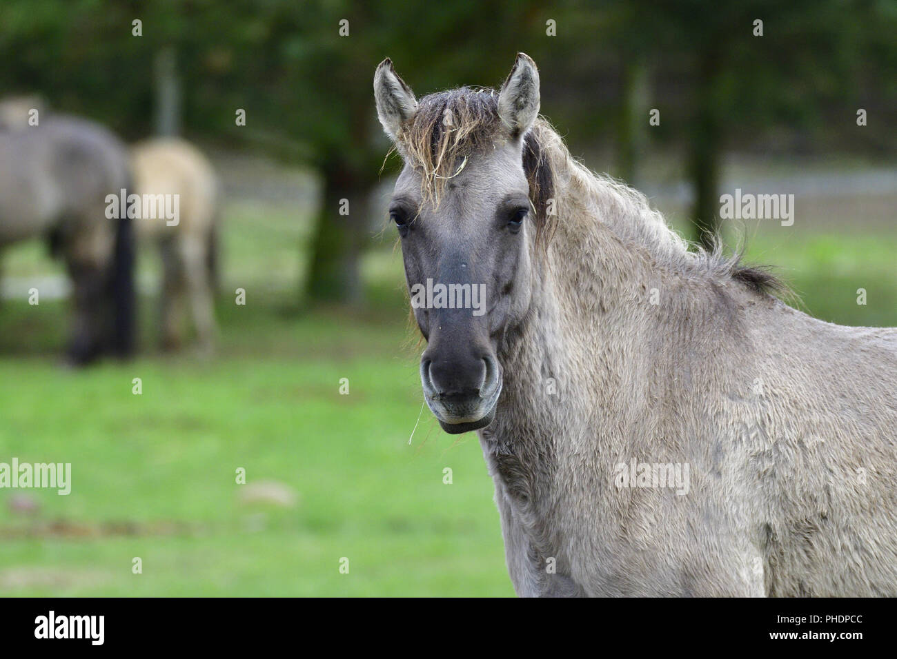 Native british pony hi-res stock photography and images - Alamy