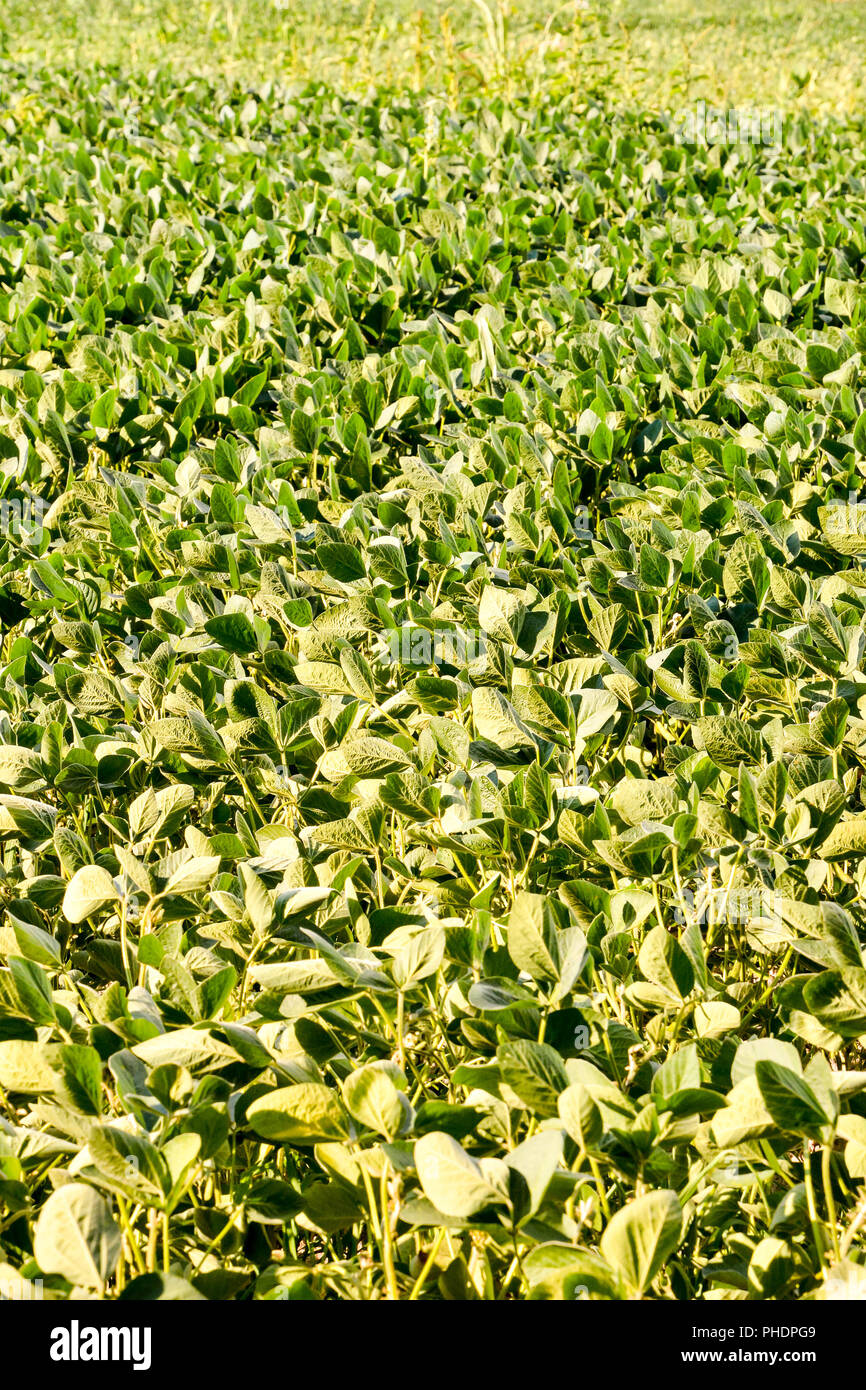 Soy bean plant hi-res stock photography and images - Alamy