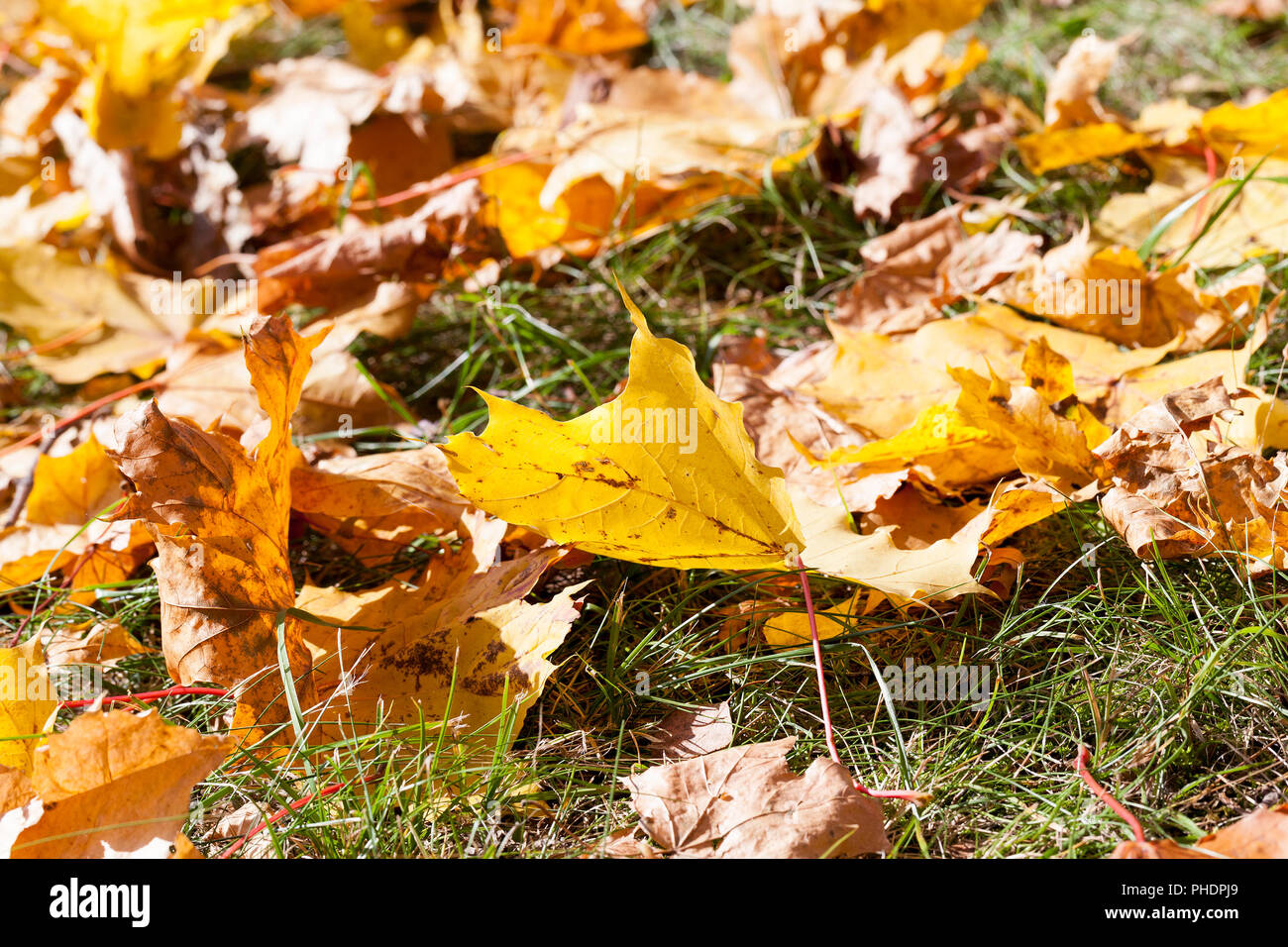 lying on the ground and green grass fallen during the fall of the fall ...