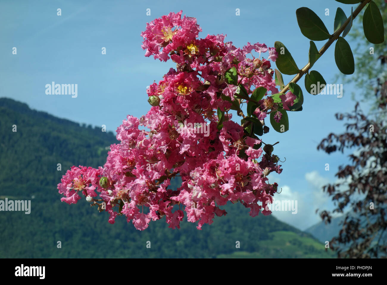 Lagerstroemia indica autumn hi-res stock photography and images - Alamy