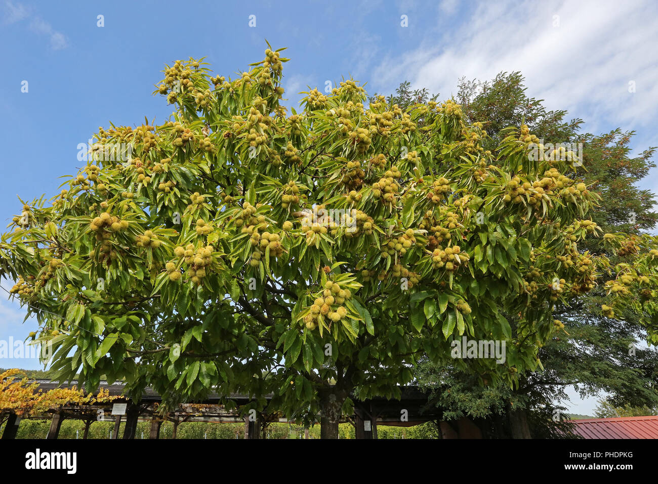 Tree chestnut hi-res stock photography and images - Alamy
