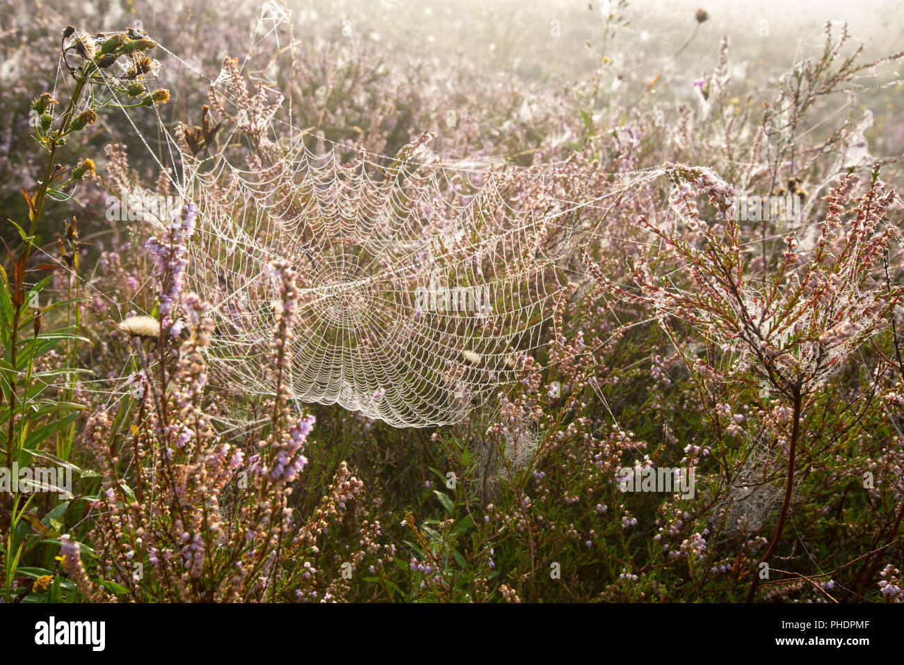 Misty morning dew on mountain meadow Stock Photo - Alamy